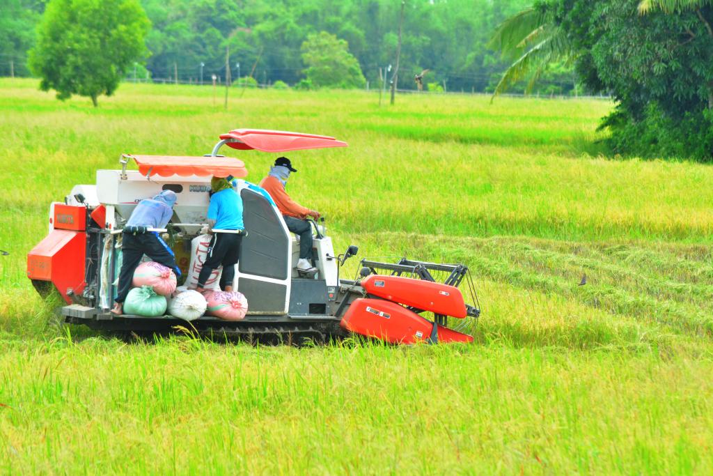 Iloilo eyes 1-M metric tons rice output in 2018