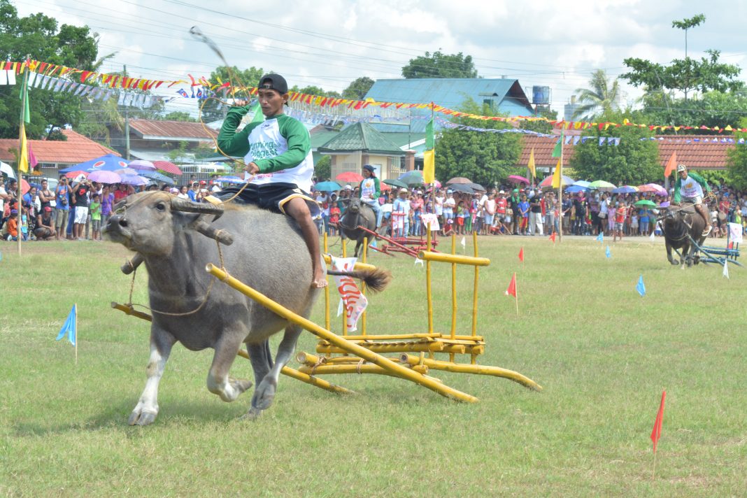 Pavia’s Carabao–Carozza pays tribute to the humble farmer’s companion