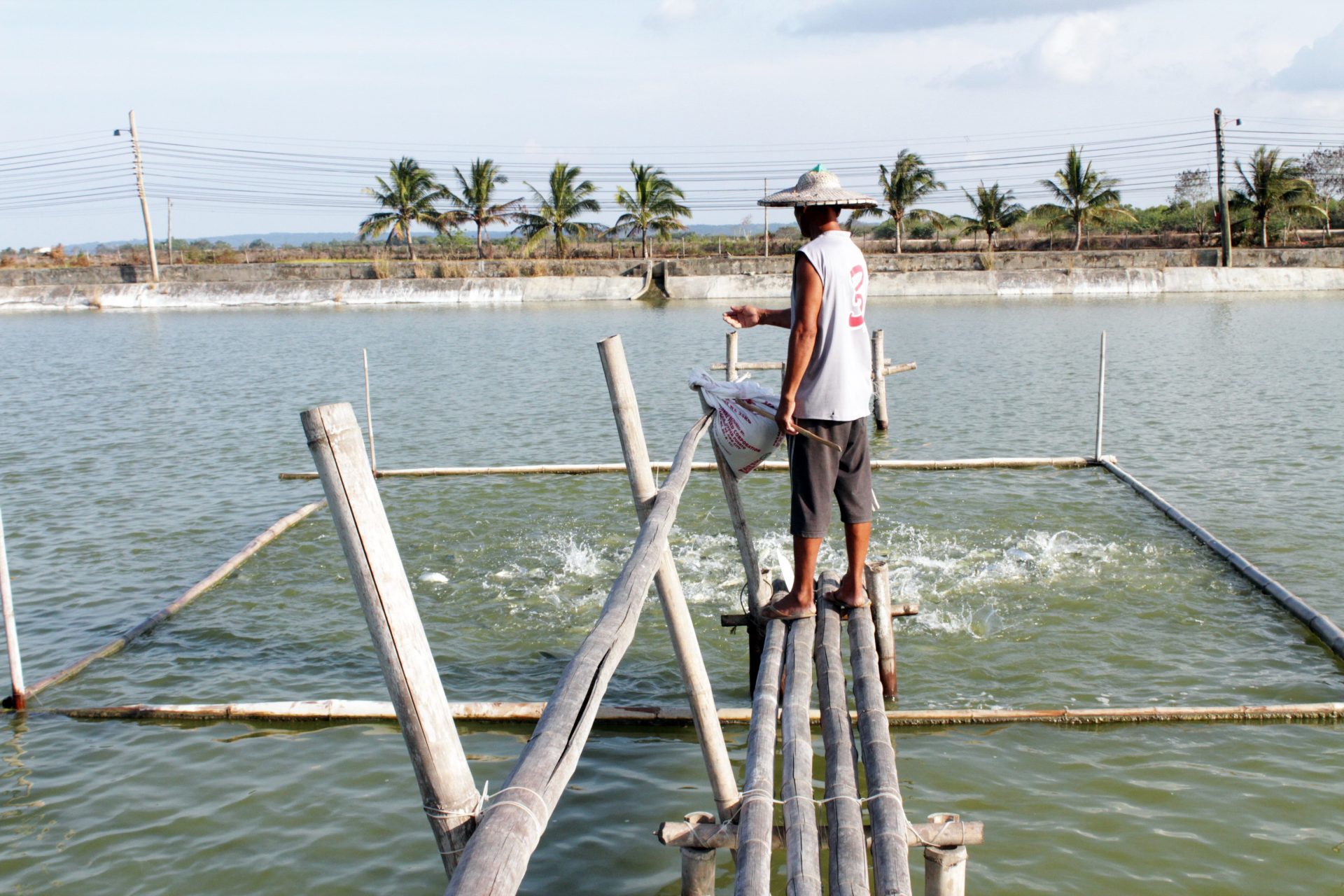 Fish farmers to SEAFDEC-AQD: Develop indigenous low-cost feed