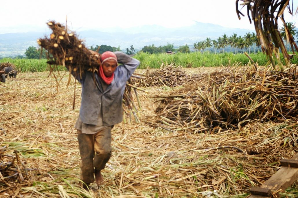 Pact inked to boost sugarcane farmers’ productivity in Negros