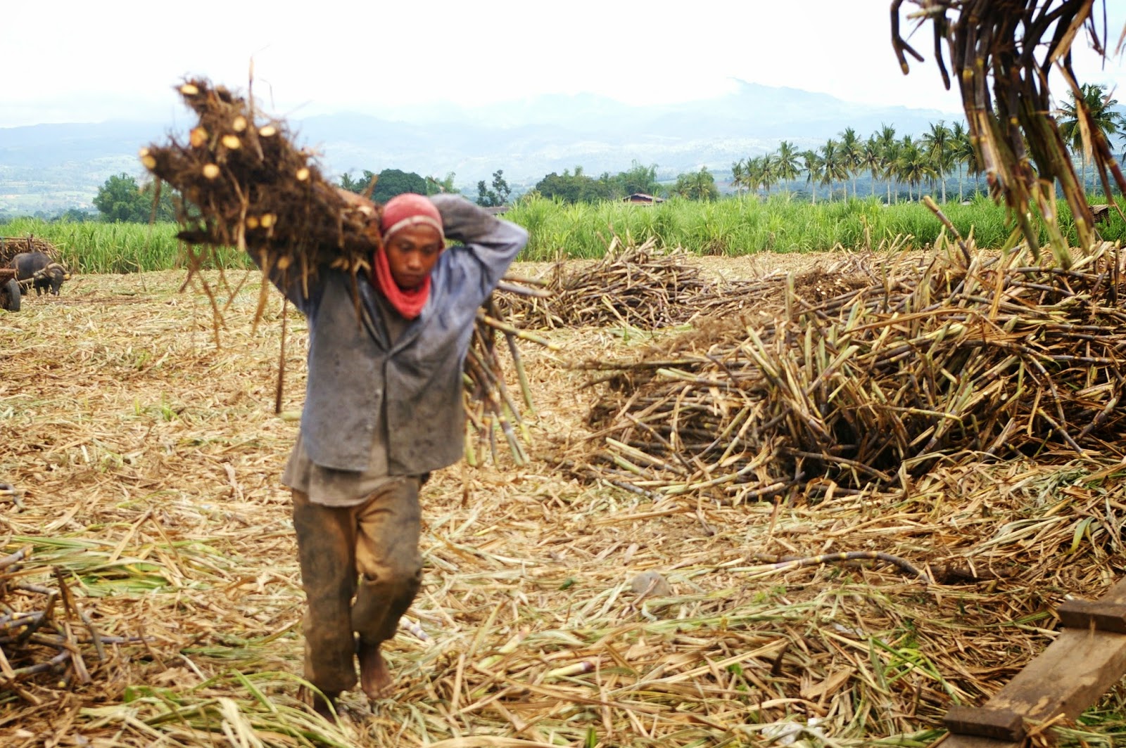 Plan to liberalize sugar importation ‘alarming’