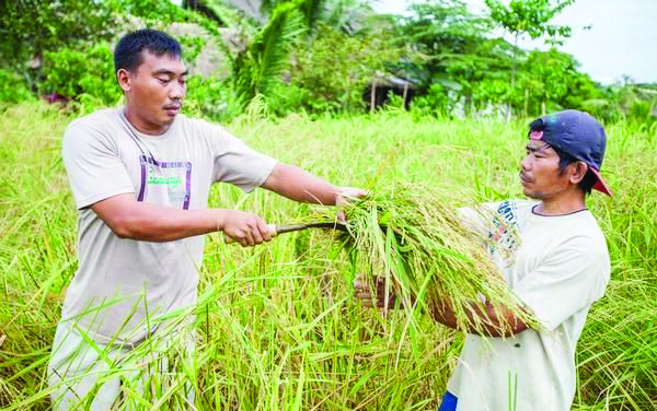 Bago City among top rice producers in PH
