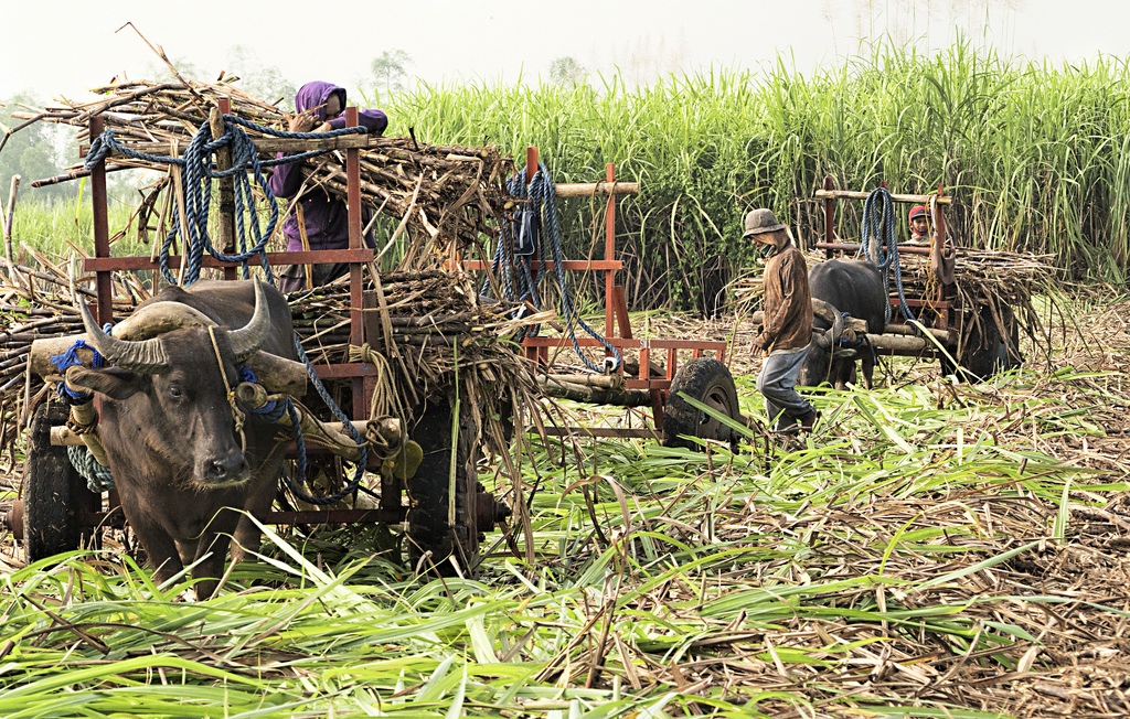 Insure crops, Negros Occ. farmers urged