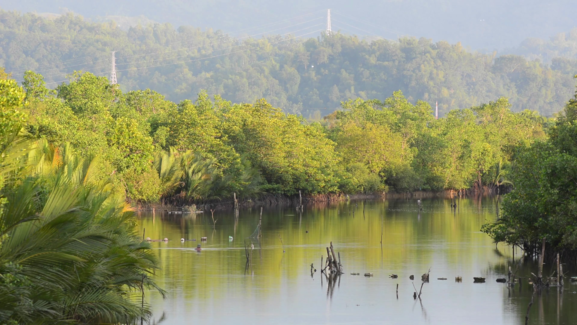 Earth-balling detrimental to mangroves – marine scientist