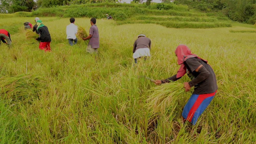 14 Bago farmers’ groups get equipment, alternative livelihood