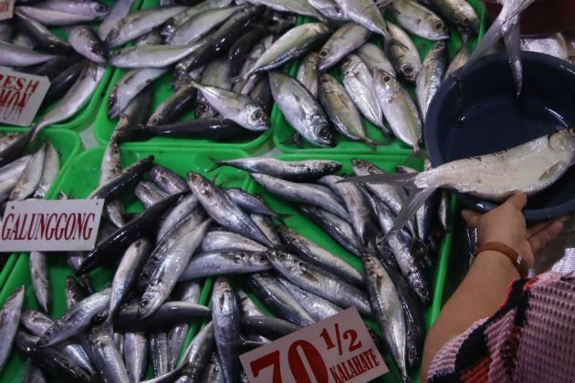 'Galunggongs don't have nationality': Agriculture chief defends fish ...