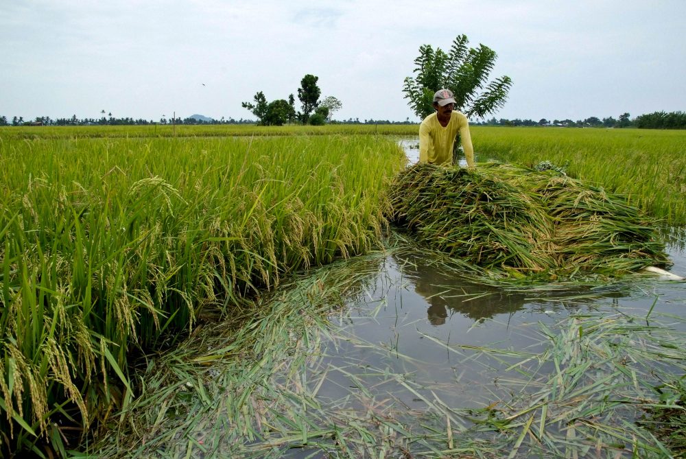 Heavy rains damage over P6M in Antique rice fields