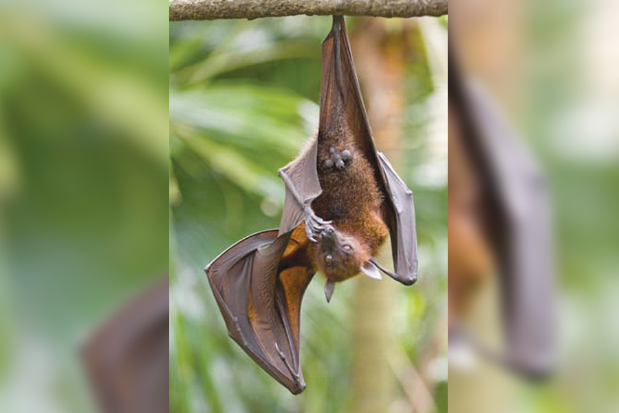 ‘PH bat conservation needs planning’