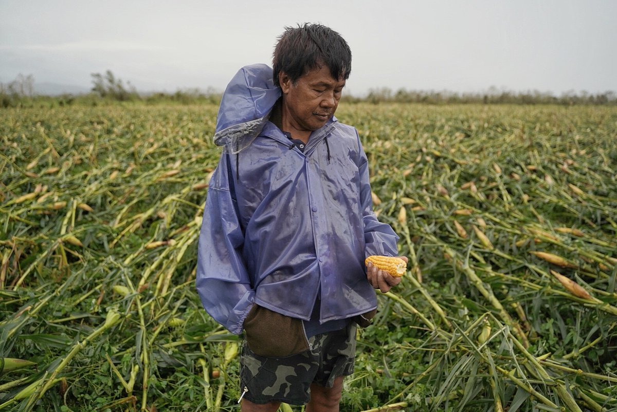 DA eyes corn importation after typhoon ‘Ompong’ ruins 90 percent of ...