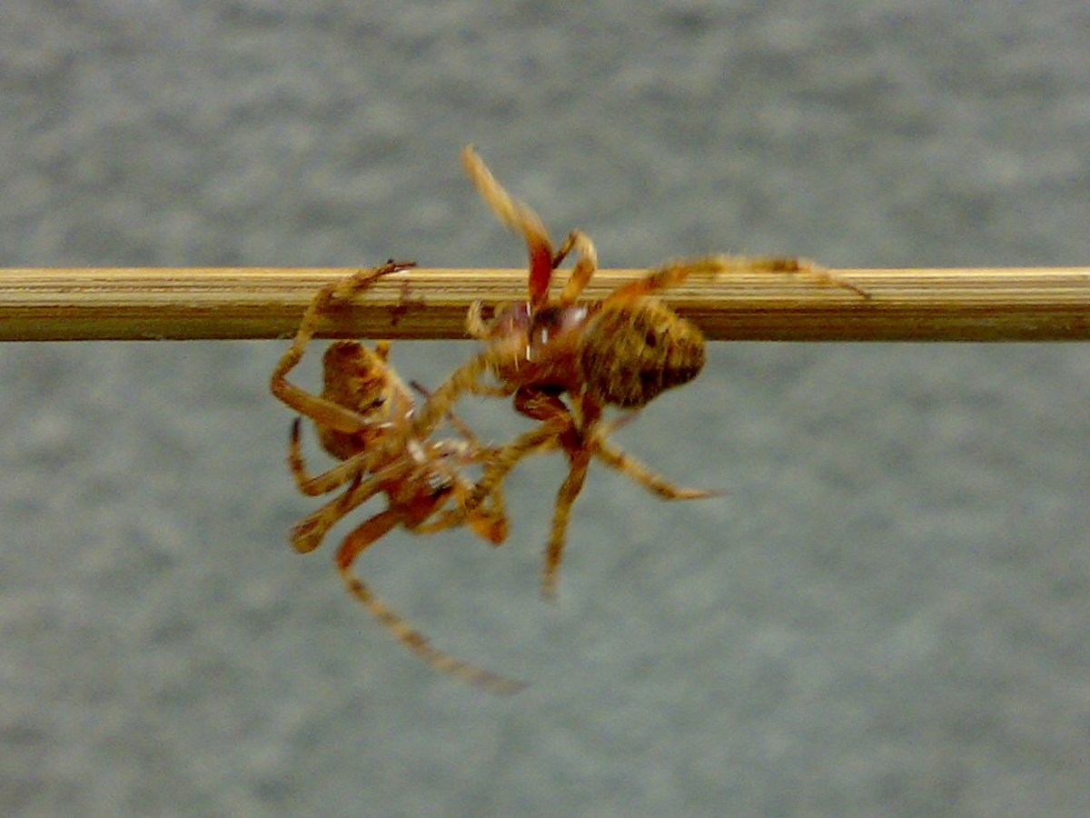 SK chair, 4 others nabbed for ‘illegal’ spider derby