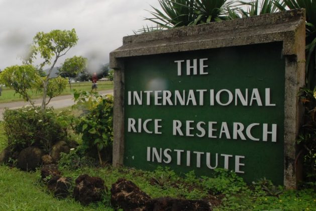 IRRI secures funding to fight climate change