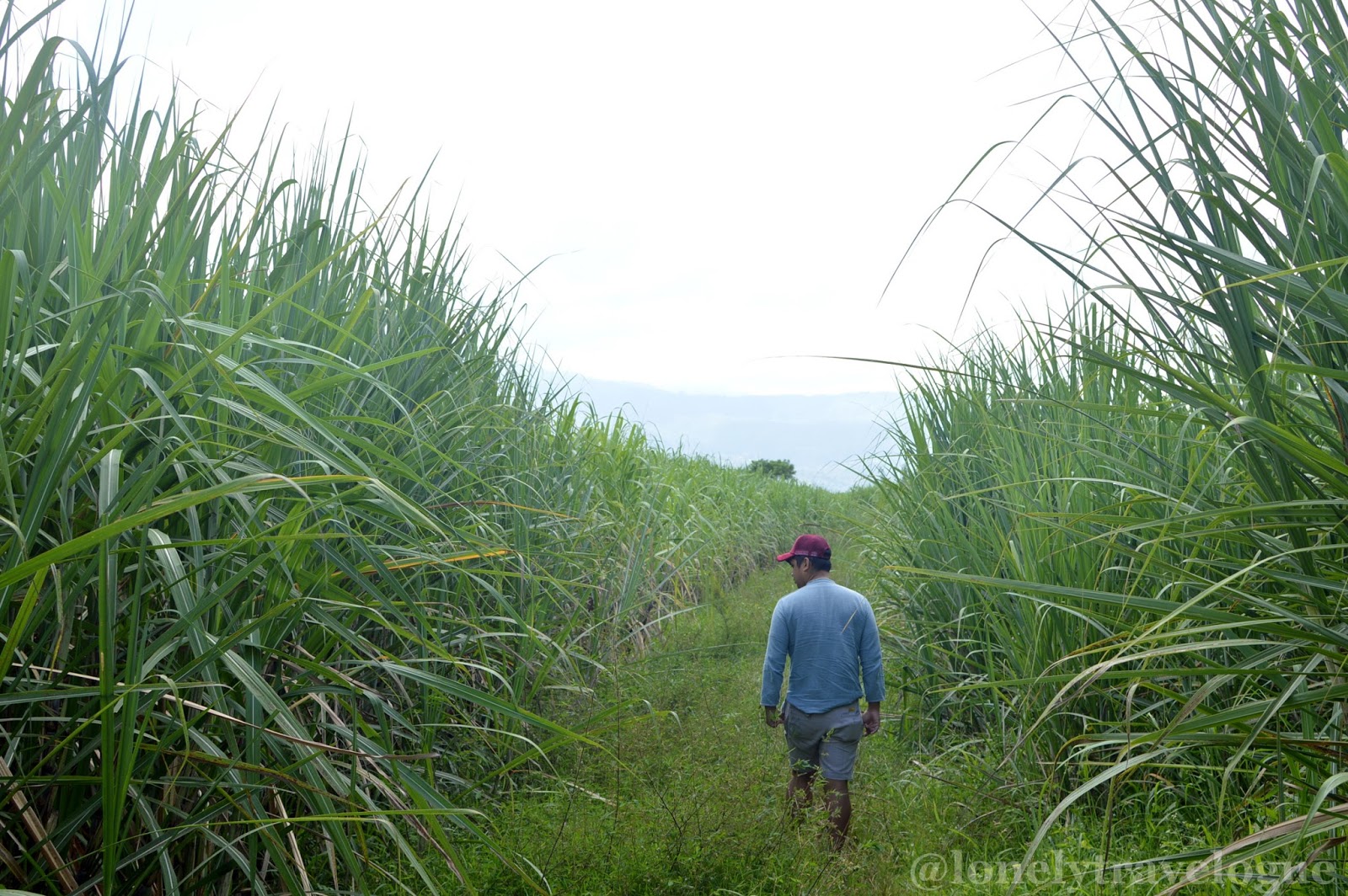 Sharp drop in sugar prices hurt Negros Occ. planters