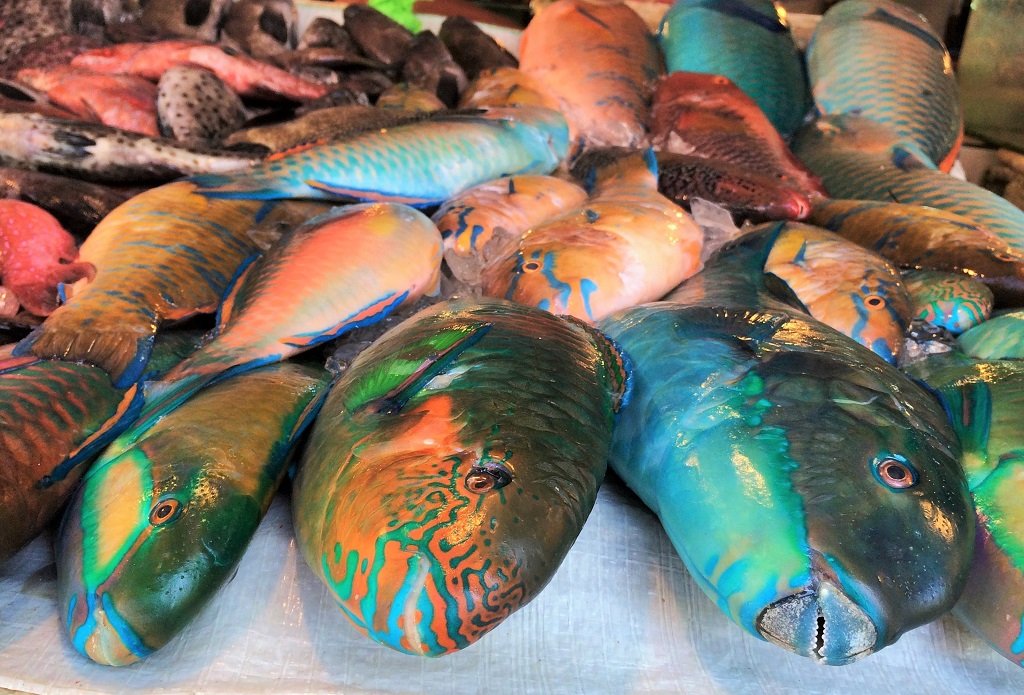 ‘Boracay sources first-class fish stocks from Antique’
