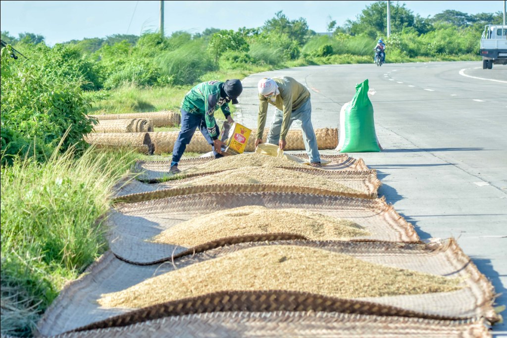 DPWH bans palay drying along nat’l highways
