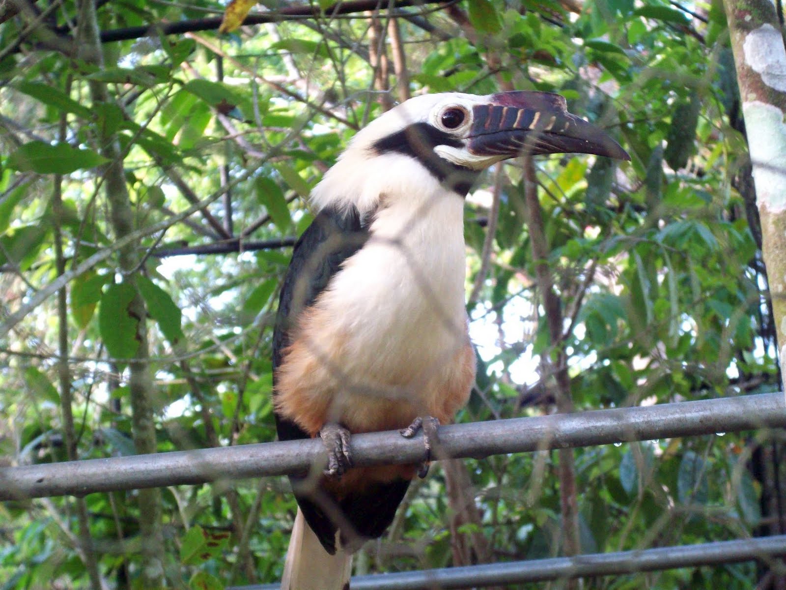 Photo book vaunts rich biodiversity of W. Visayas