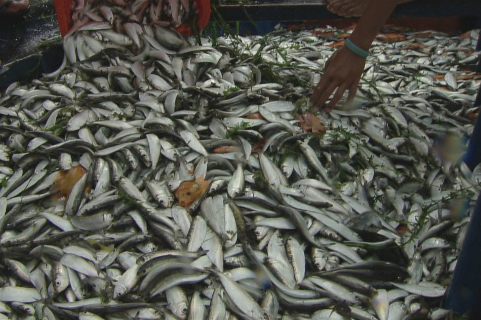 Temporary fishing ban in Taal Lake pushed