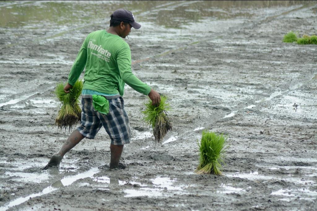 Iloilo top Region 6 rice producer in 2018