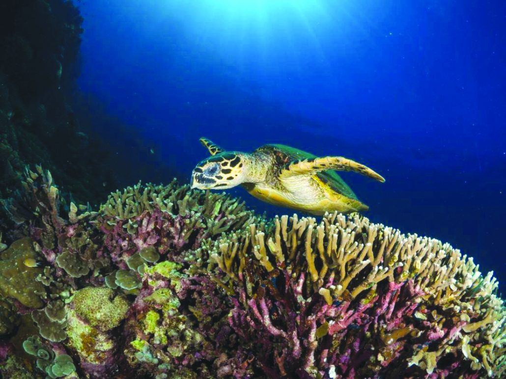 Student leaders urged to support marine life protection, restoration