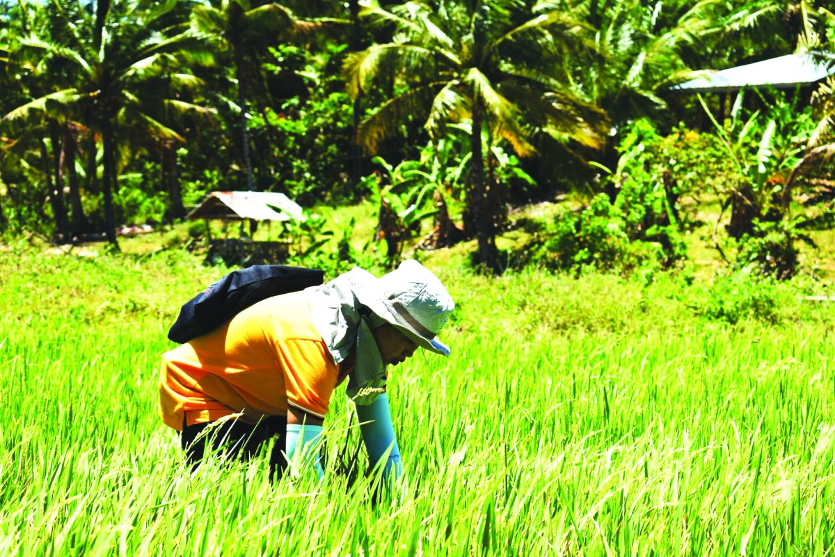 Antique farmers suffer P15-M crop damage due to prolonged dry spell