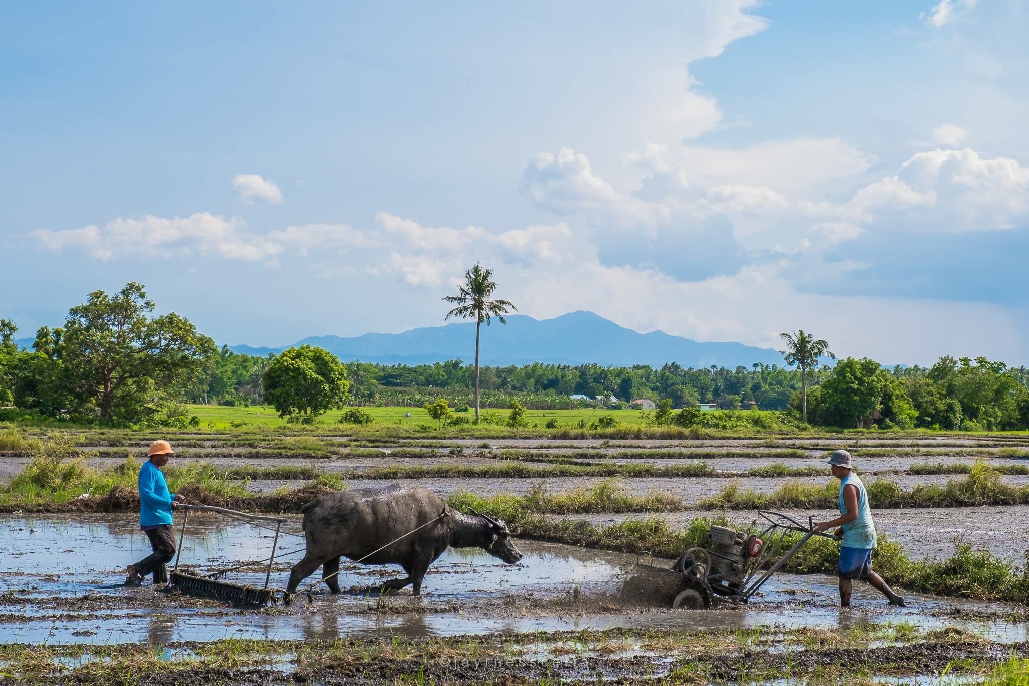 NEDA pushes for speedy release of P10-B rice fund
