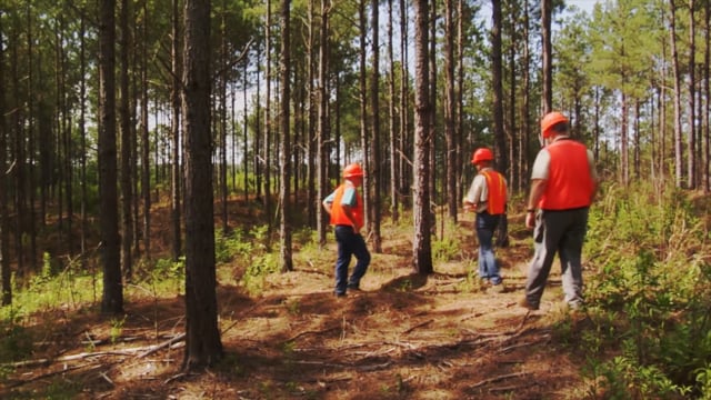 Four towns’ forest land use plans approved