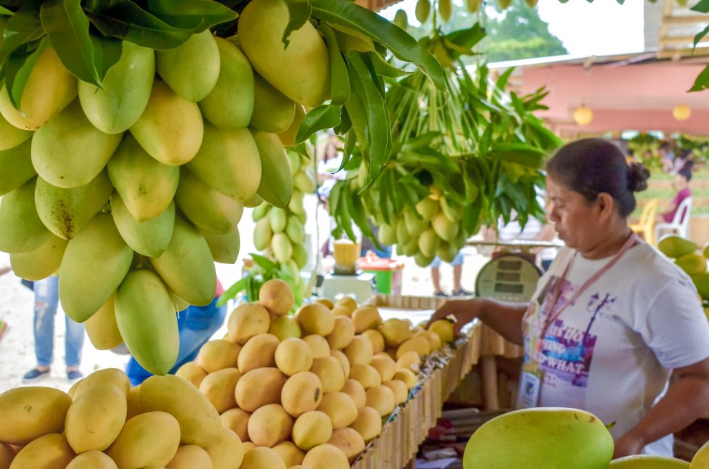 ‘Kurikong’ disease threatens PH mango export