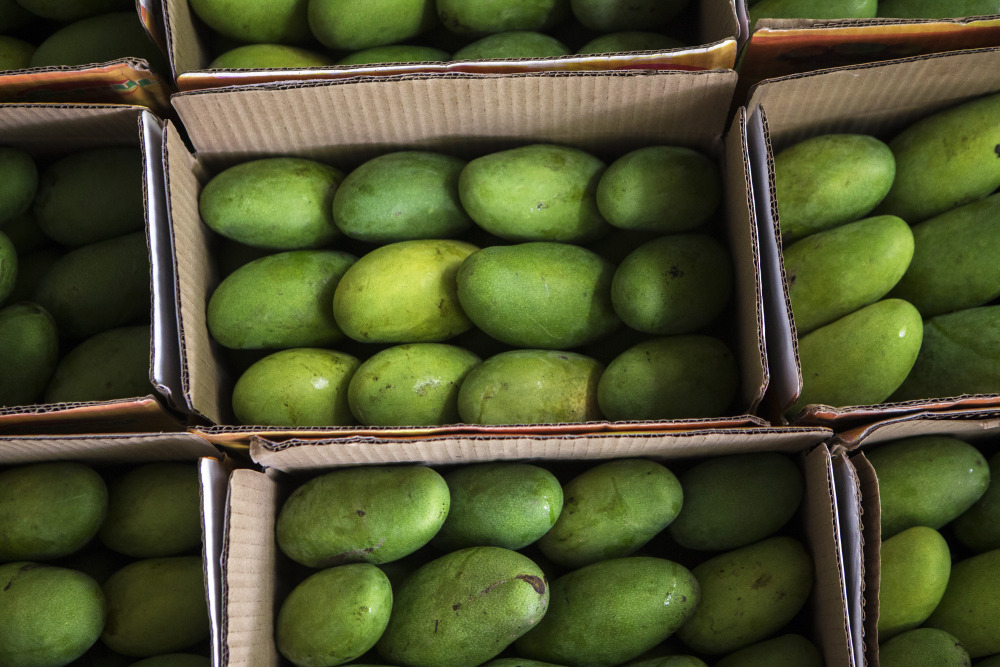 Dry spell yields mango surplus, says Piñol