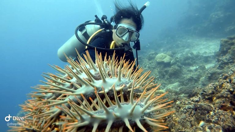 ‘STARFISH OUTBREAK’ Destructive ‘crown-of-thorns’ invade Culasi, Antique