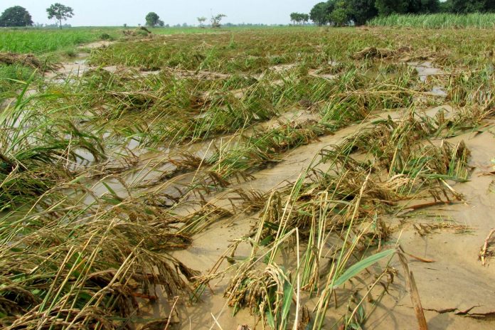 ‘Jenny’ leaves P4.5-million damage to Antique crops