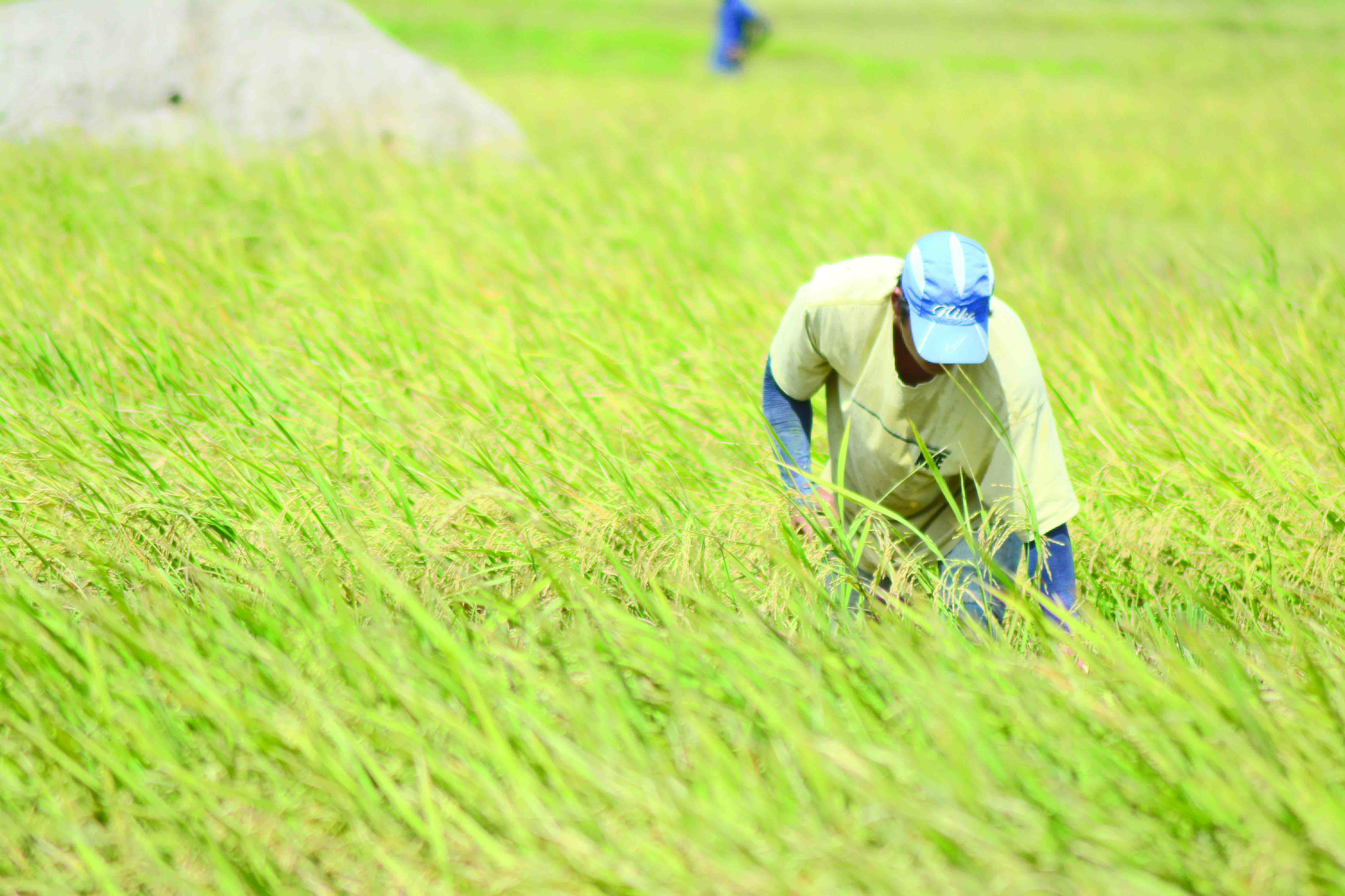 Negocc Guv To Help Farmers Cope With Low ‘palay Prices