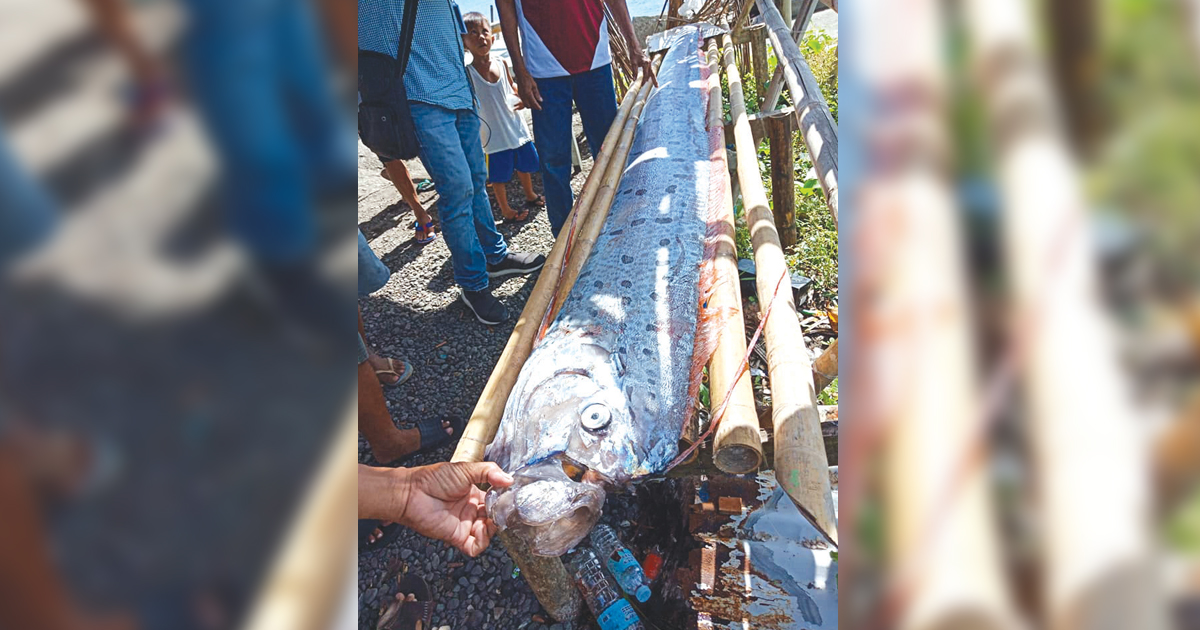Oarfish washed ashore in Aklan