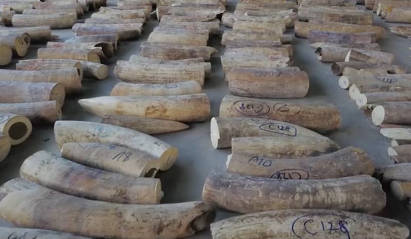 Record haul of elephant ivory seized in Singapore