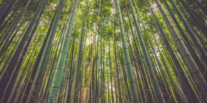 DENR chief eyes ‘Panay Island’ as country’s bamboo capital