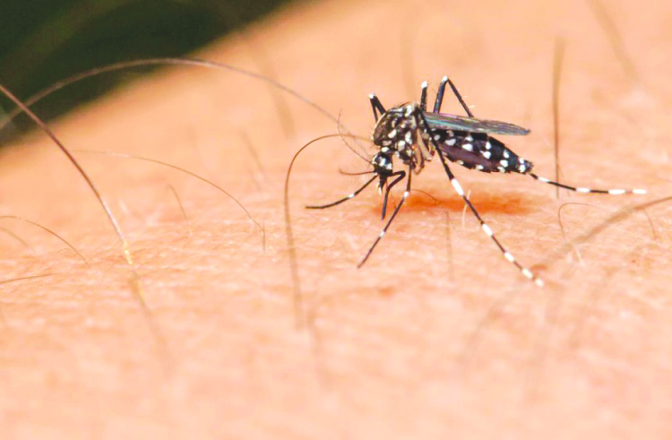 Dengue kills 5 in Bacolod in 6 months
