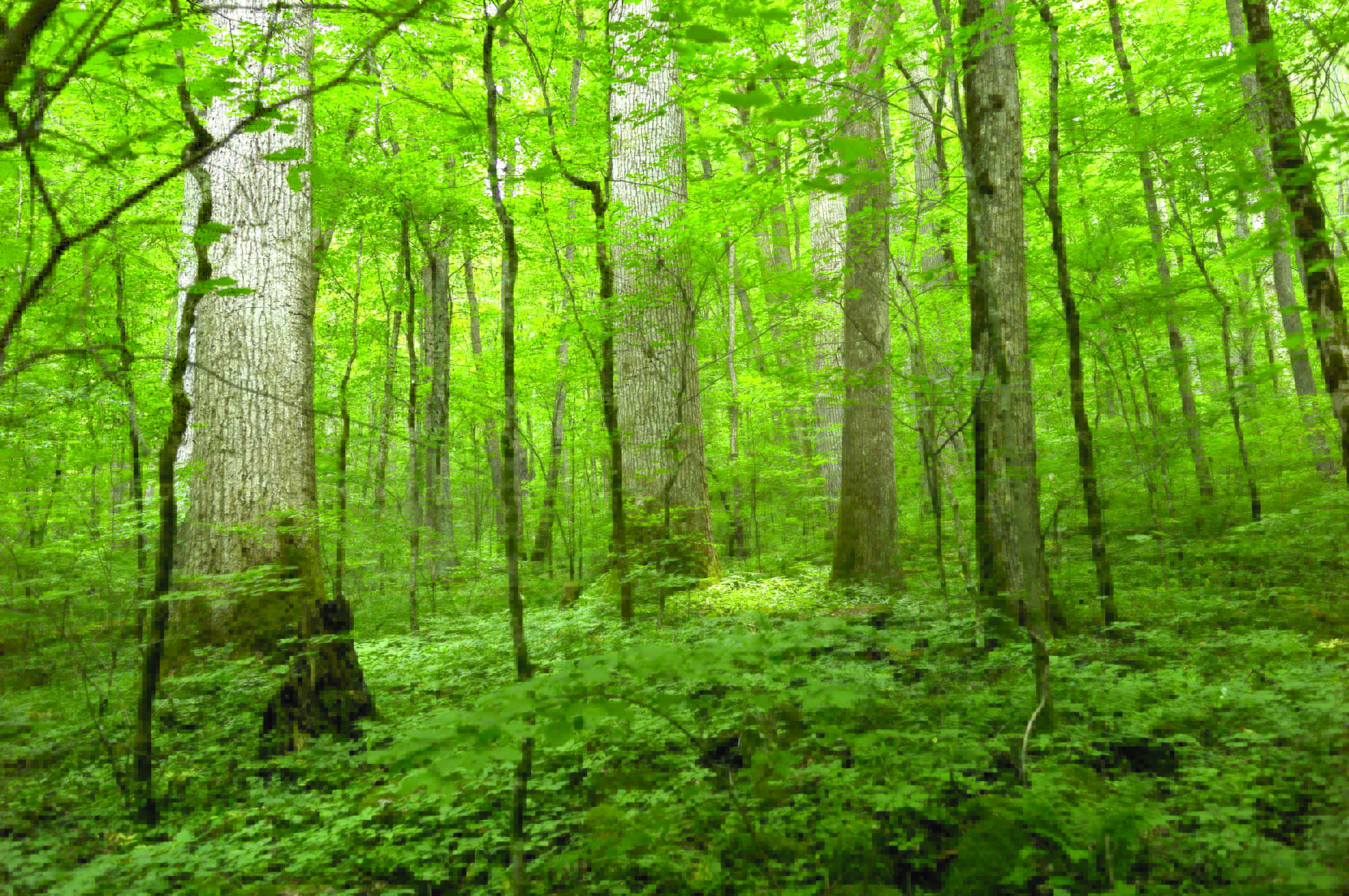 85% survival rate of 10M trees in Negros greening project