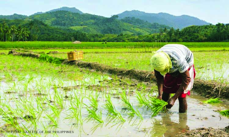 Senate approves 4Ps rice subsidy program on 2nd reading