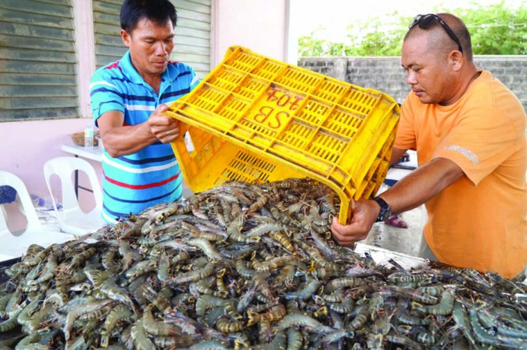 Shrimp harvest in Dumangas lifts hopes for reviving sugpo farming