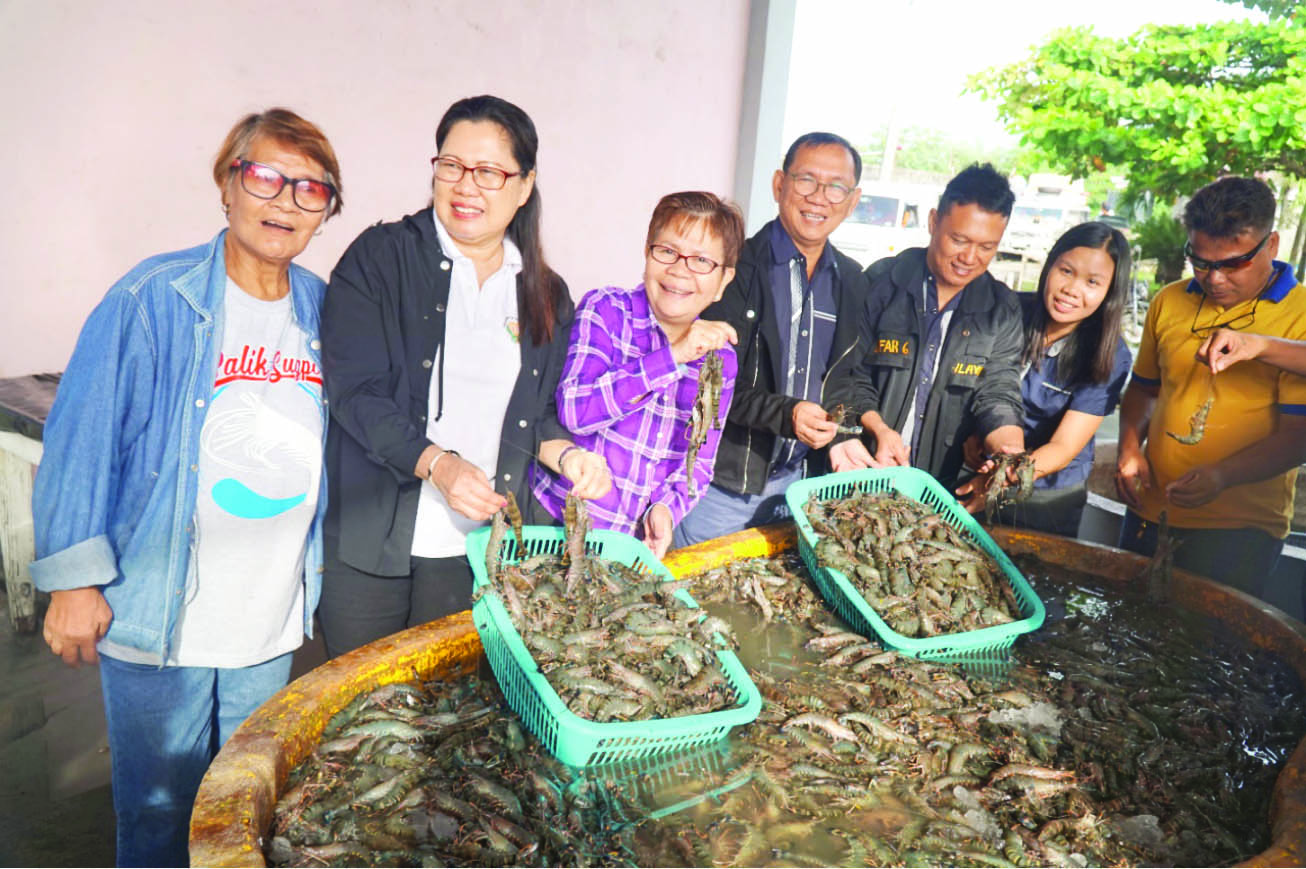BFAR-6 lauds thrust to revive sugpo farming