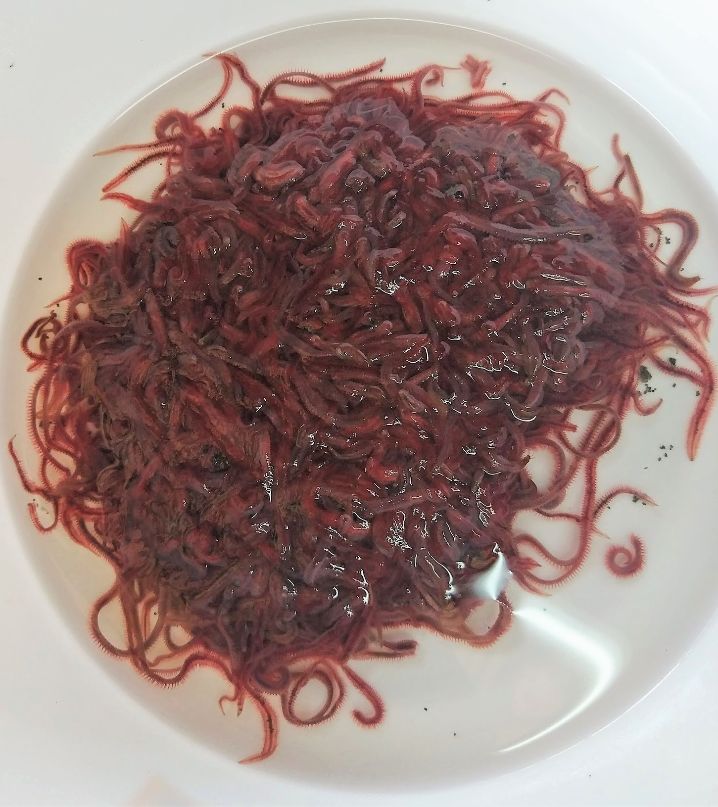 New species of soil-cleaning worm named after Iloilo