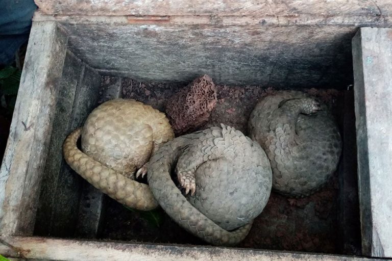 20 pangolins rescued in Palawan