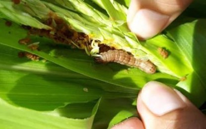 Corn crops infestation observed in 8 Aklan municipalities