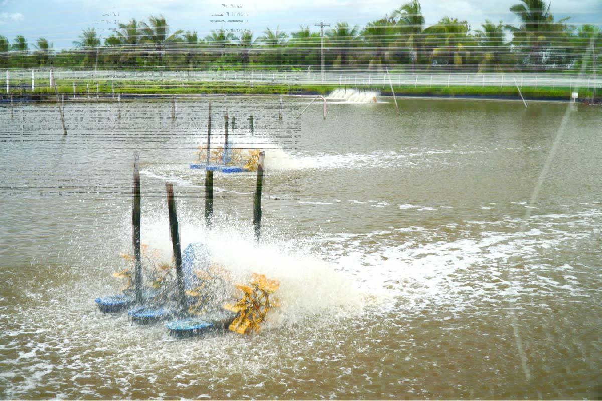 SEAFDEC reminds shrimp growers to avoid stocking ponds during cold months