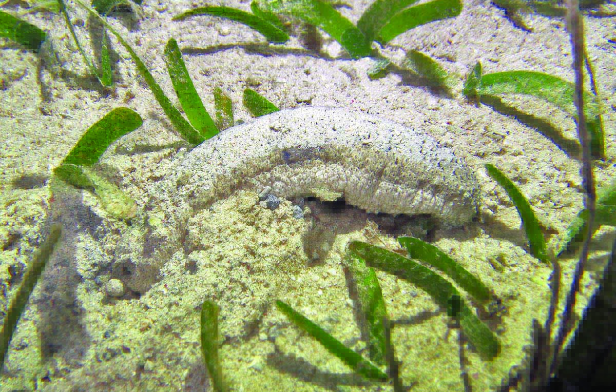 Sandfish: Expensive, endangered and ecologically essential