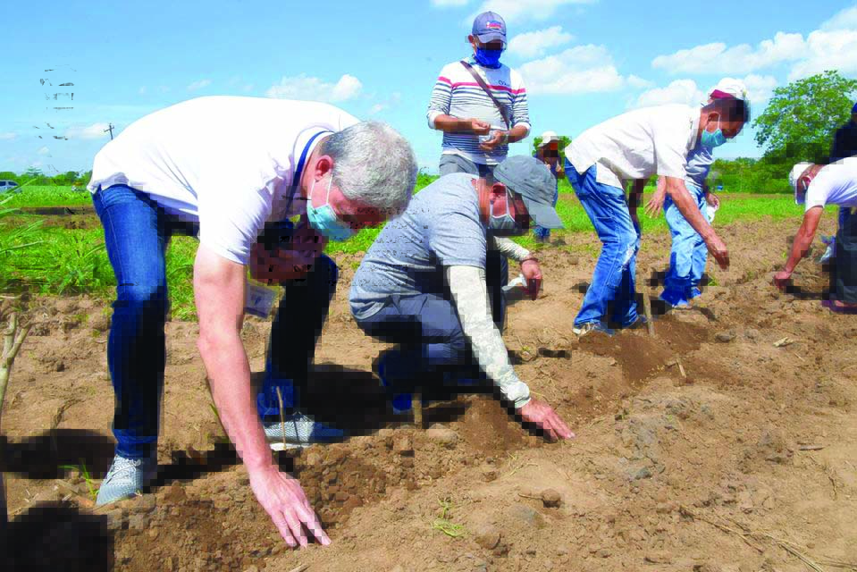 NegOcc, SRA launch sugarcane-rice intercropping system project