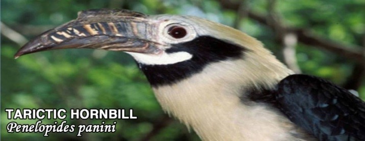 World Environment Day: Protect nature, save endangered species