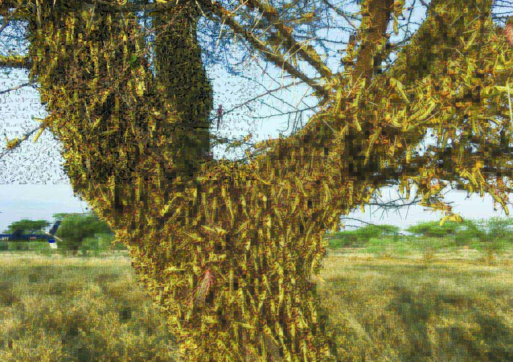 Africa’s locust outbreak far from over