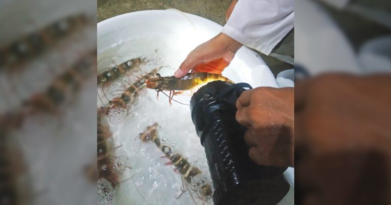 Inside the quarantine facility for shrimp with a PCR testing lab to ...