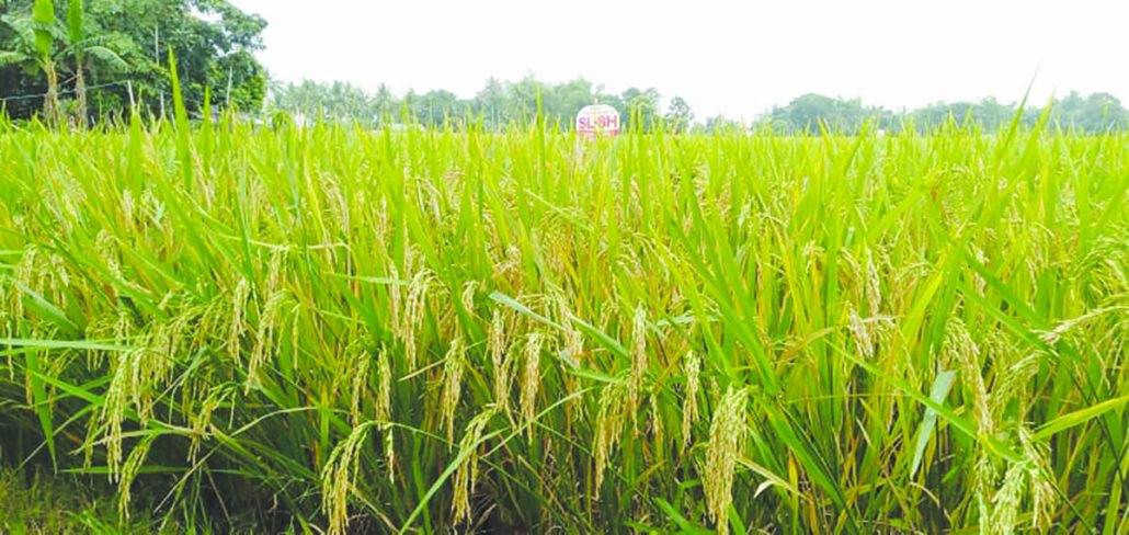 Guimaras’ palay yield shrinks by 16.22%