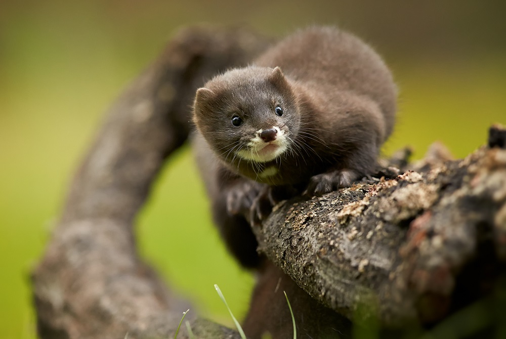 Coronavirus infects mink in Utah