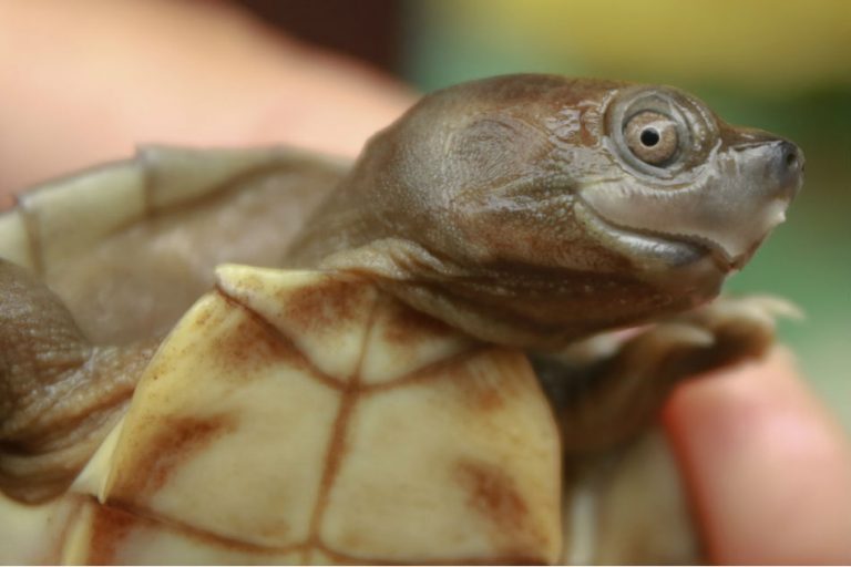 A turtle with a permanent smile was brought back from extinction